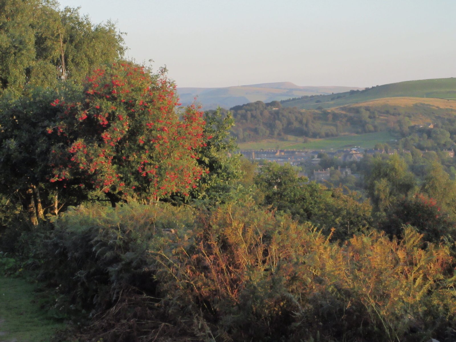 Tree Planting Guide – Nature New Mills